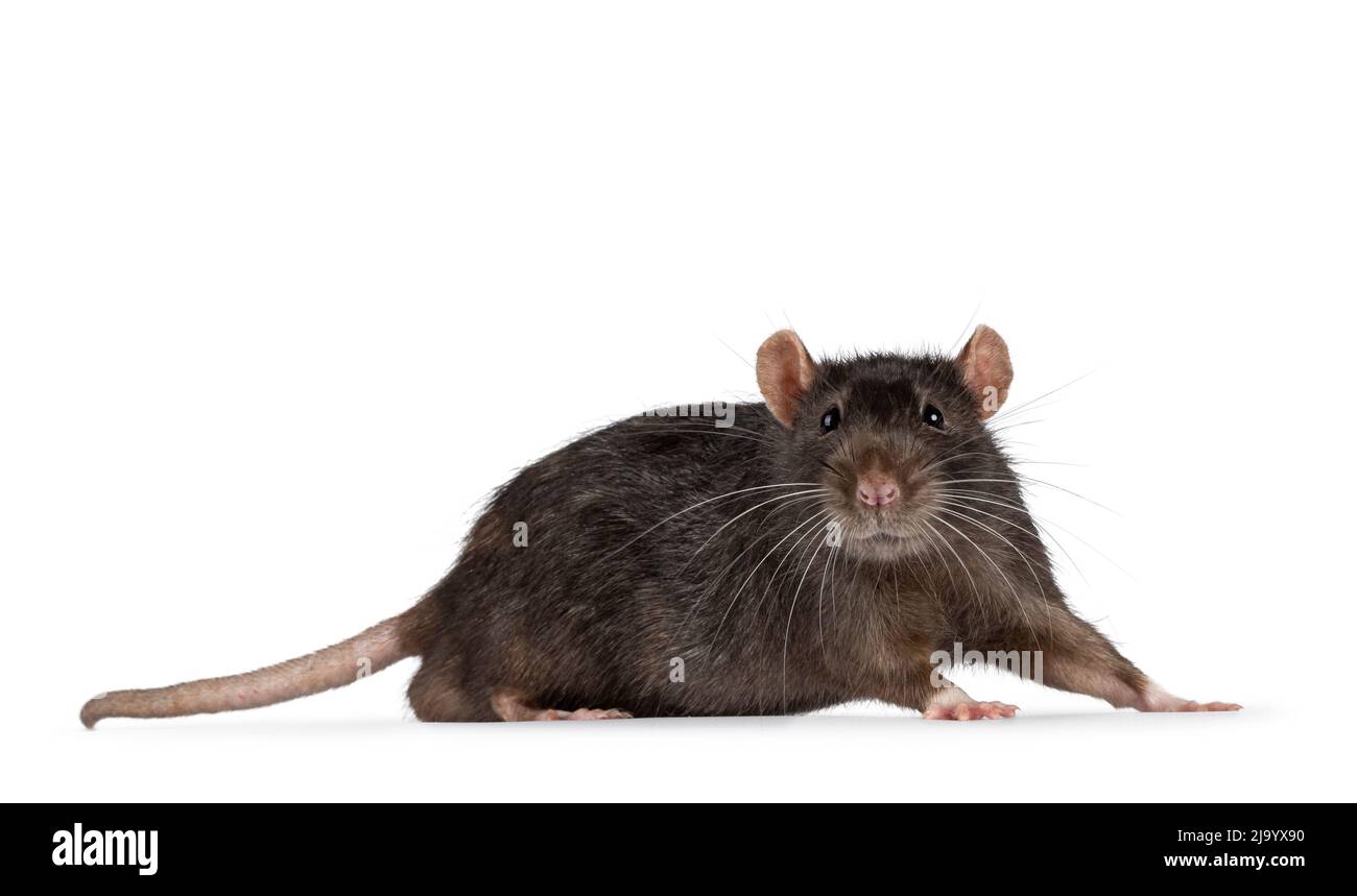 Cute dark brown pet rat, standing side ways. Looking surprised straight ...