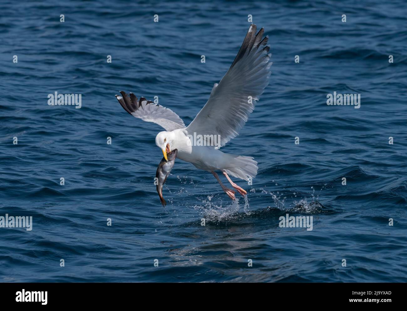 Lesser Black backed gull with fish, Larus fuscus, taking off, from ...