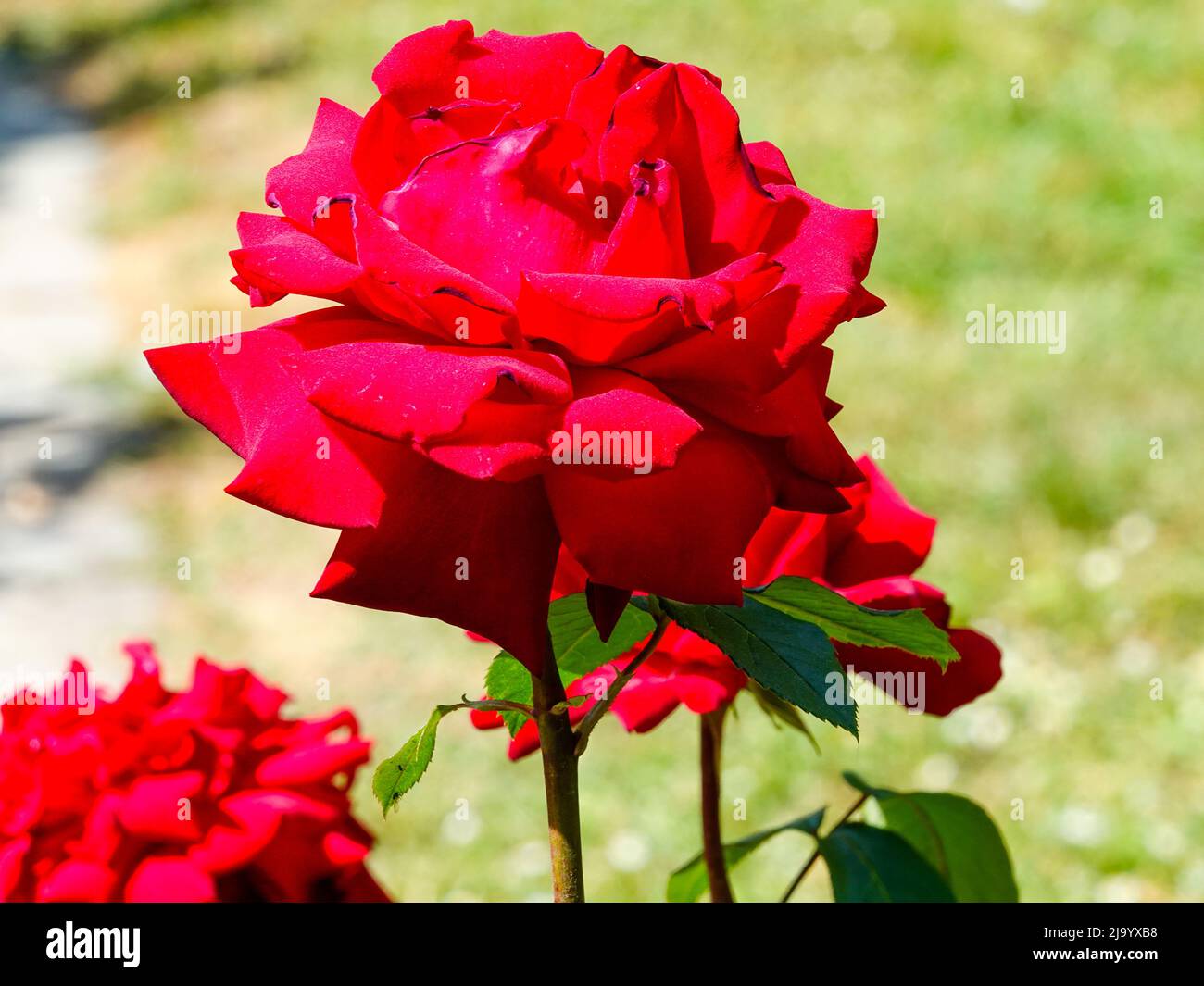 Rose Ingrid Bergman, Jardin des Plantes, Paris, France Stock Photo - Alamy