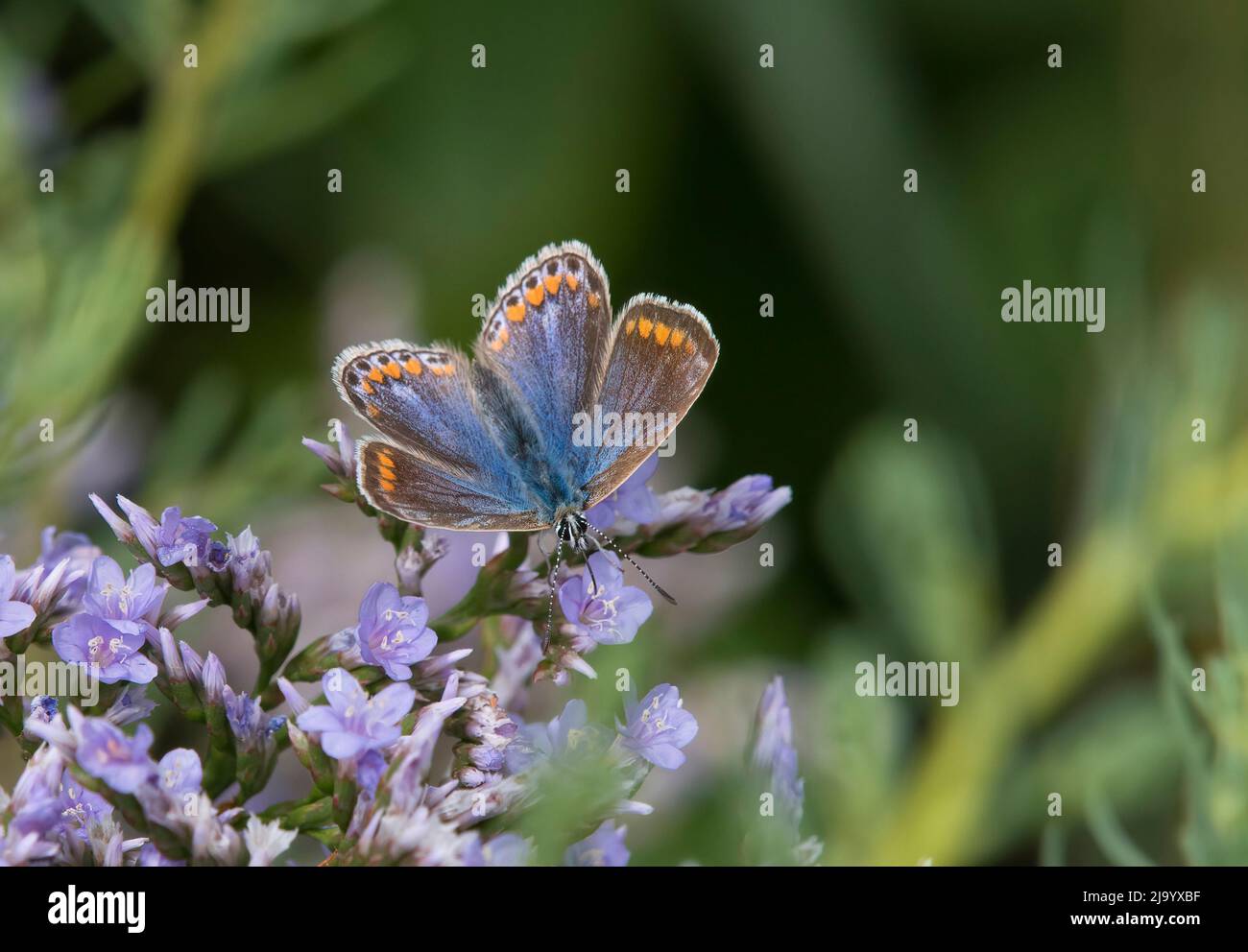 Female Common blue butterfly, Polyommatus icarus, on Statice, Wyre ...