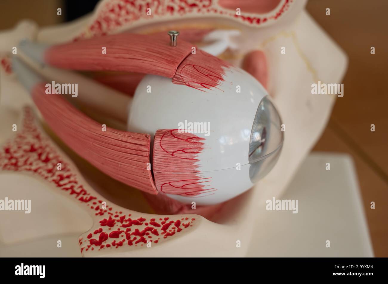 Ophthalmology Study Aid Human Eye Anatomical Model - PVC Plastic ...