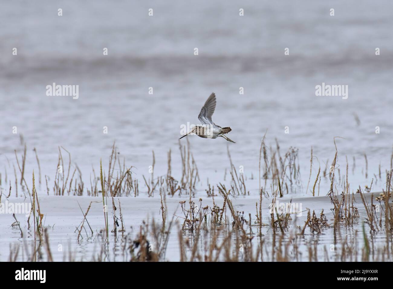 Flying snipe gallinago gallinago uk hi-res stock photography and images ...