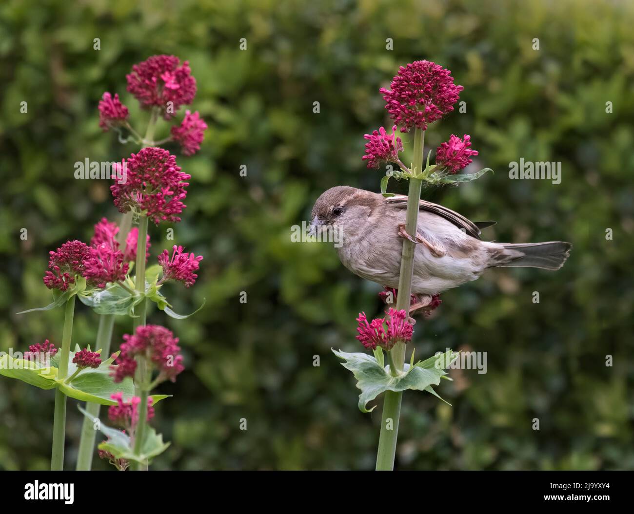 Female House Sparrow, Passer domesticus, collecting spiders from Pink ...