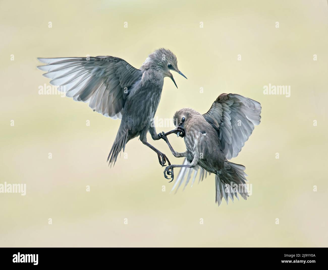 Fighting for air hi-res stock photography and images - Alamy