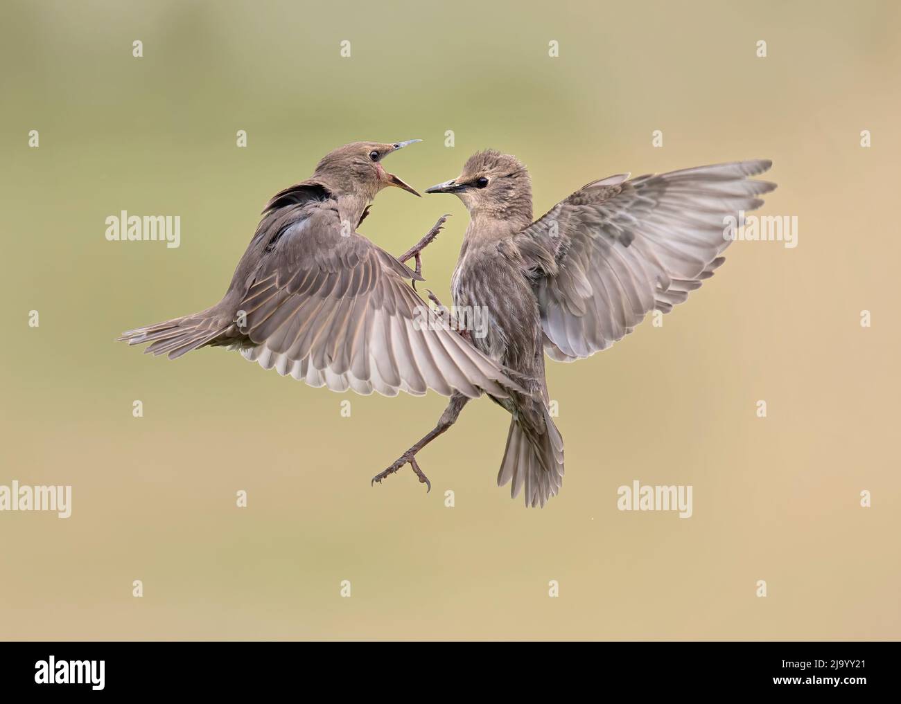 Pair of Young Starlings, Sturnus vulgaris, fighting, mid air ...