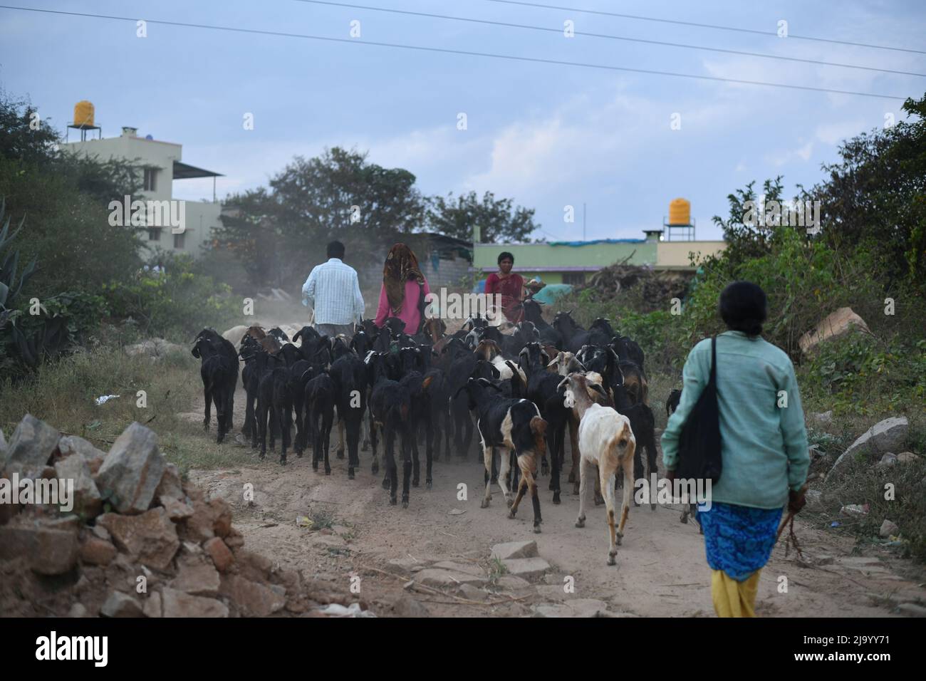 Sheep following shepherd hi-res stock photography and images - Alamy