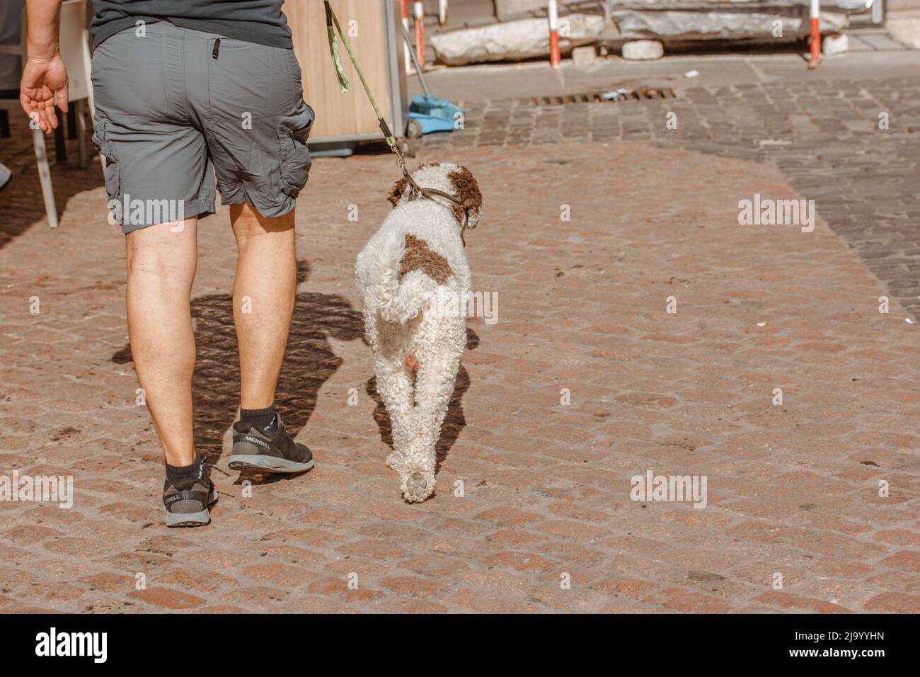 Faceless man walks his curly white brown poodle-like dog on a leash ...