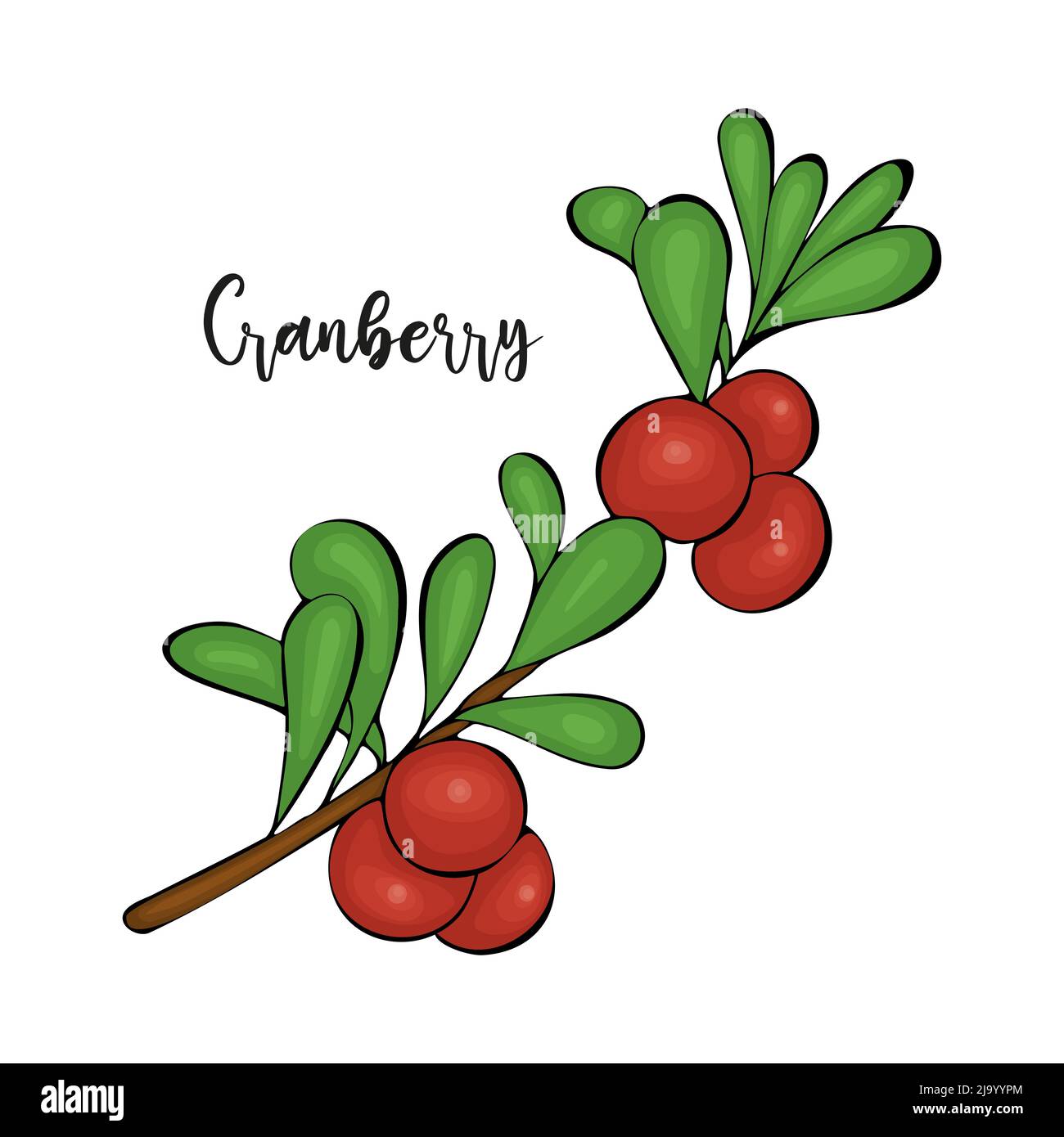 Cranberry branch with berries and leaves hand drawn doodle colored ...