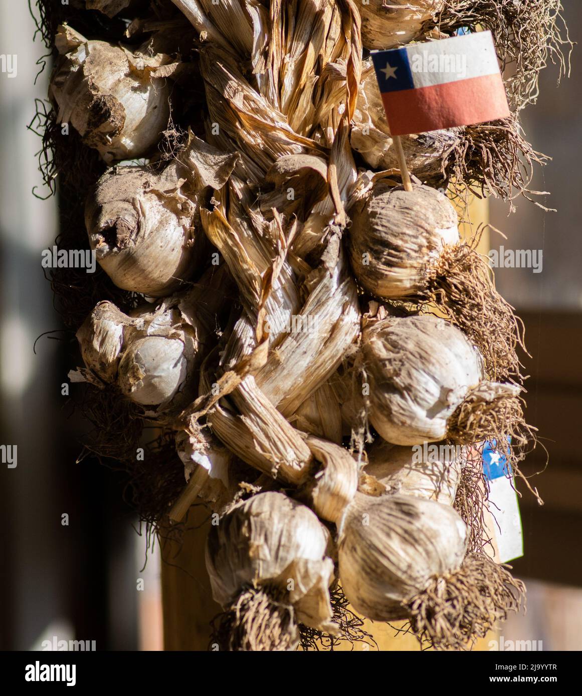 string of garlic in a country house, Chile Stock Photo - Alamy