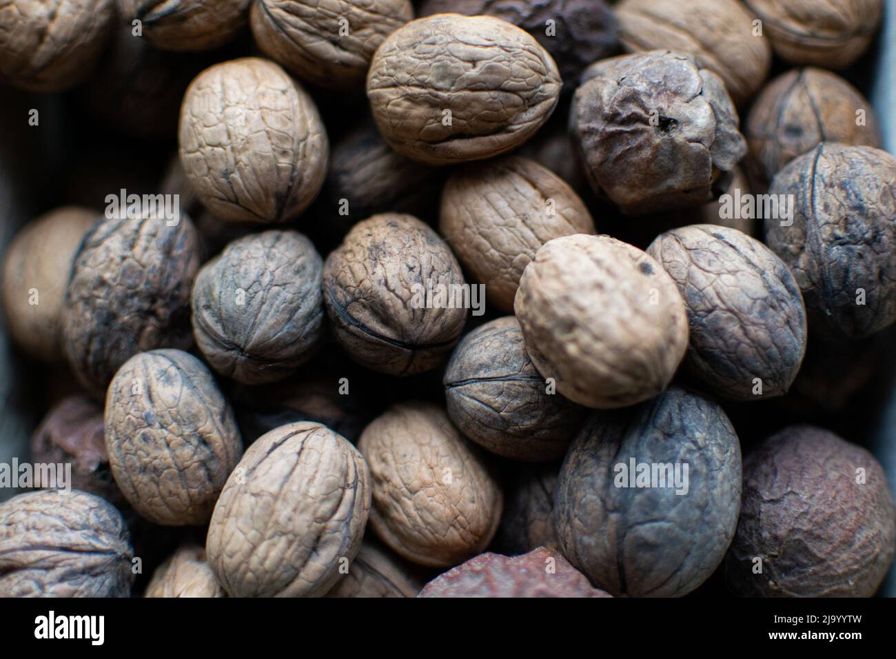 Nuts harvested during winter in Chile Stock Photo - Alamy