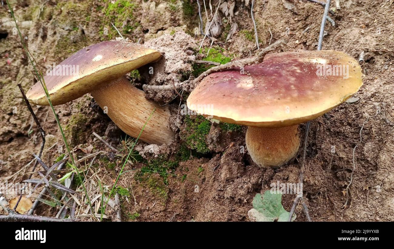 two cepes in the wood Stock Photo - Alamy