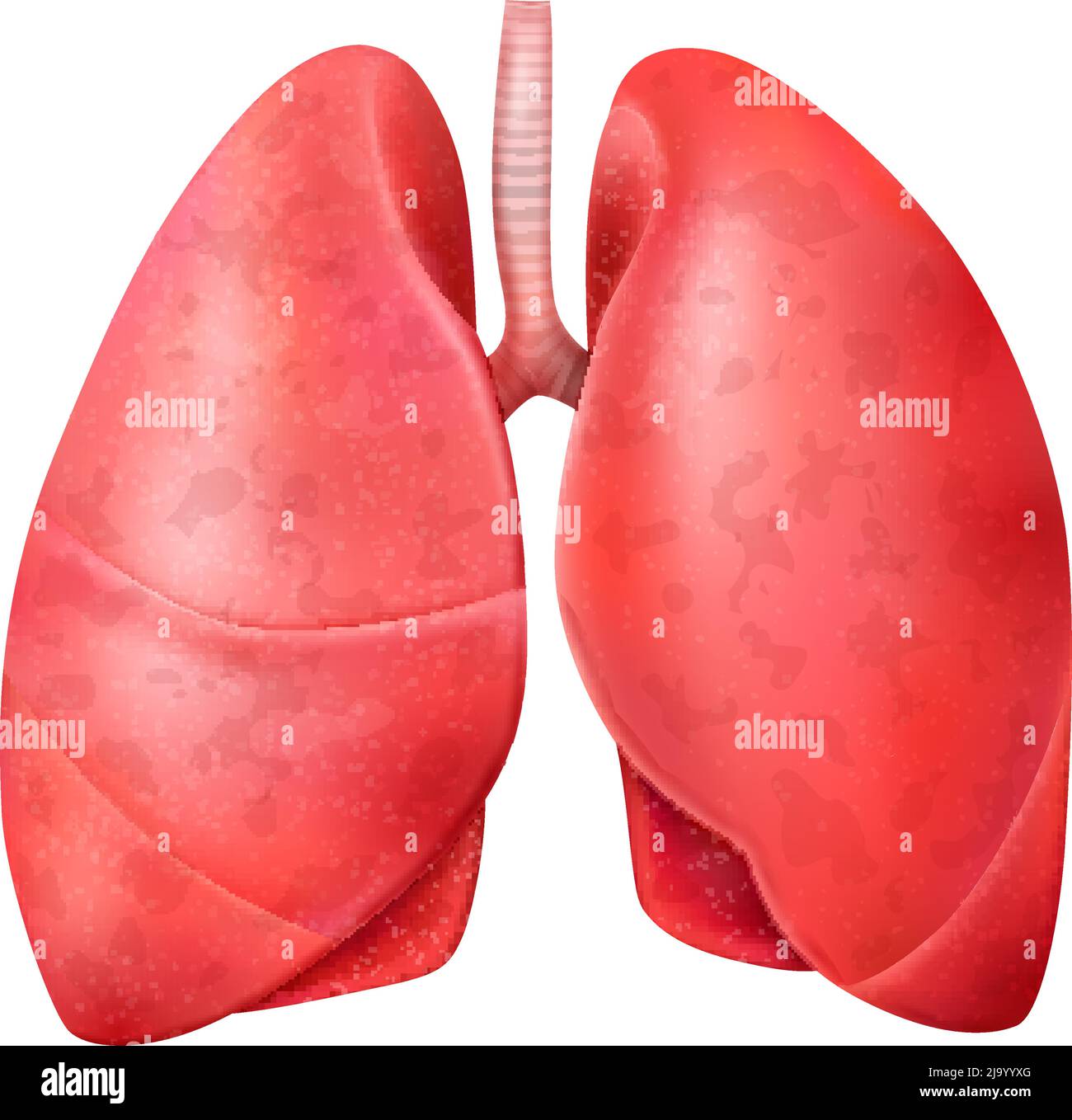 Healthy Human Lung