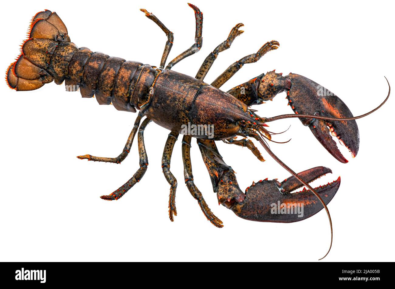 Lobster fishing Cut Out Stock Images & Pictures - Alamy