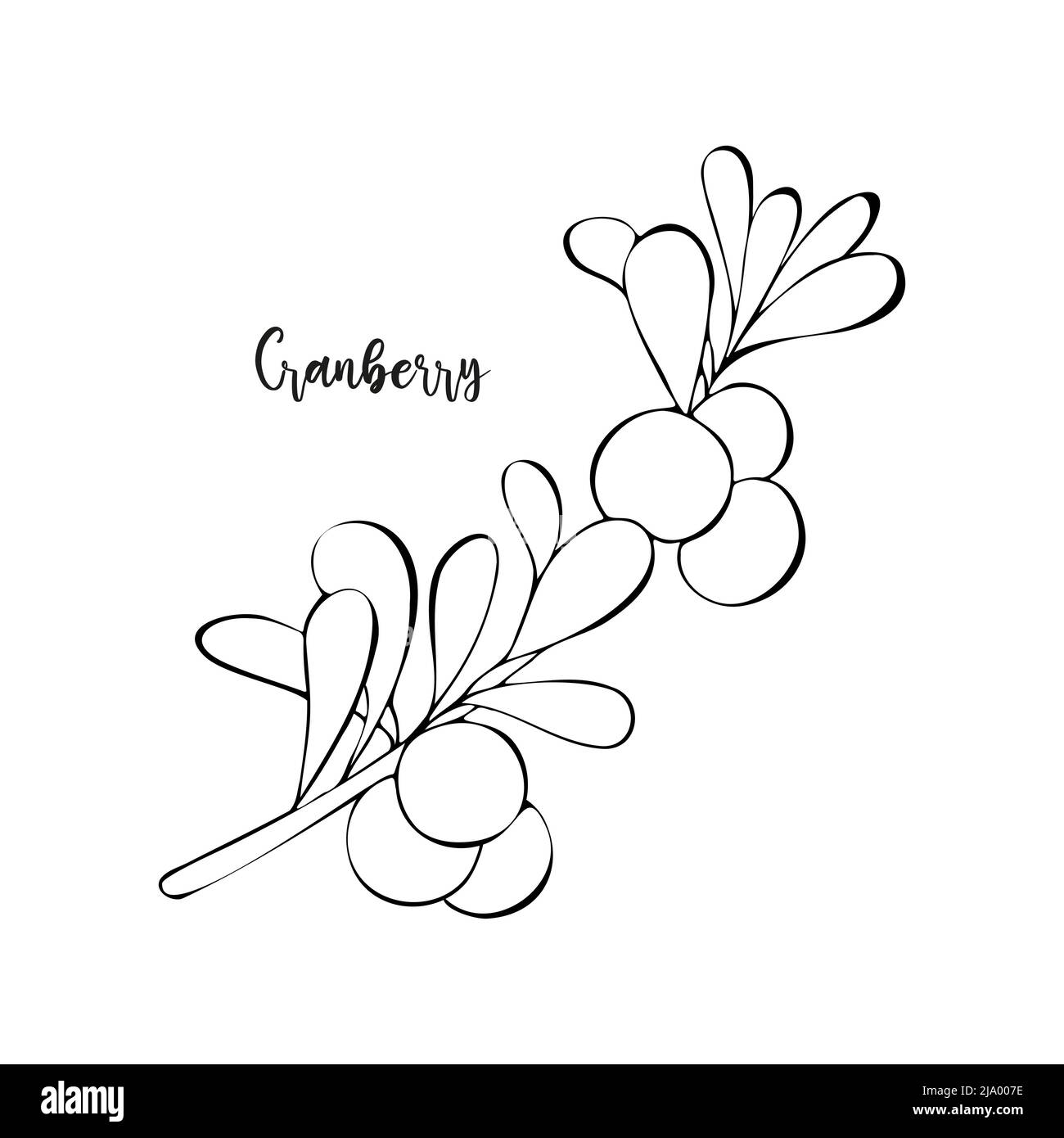 Cranberry Bush Drawing