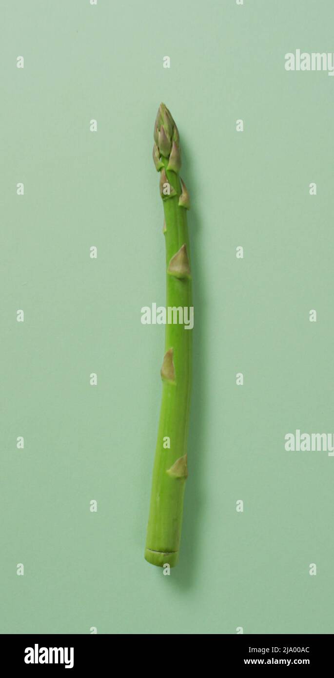 Vertical image of fresh stalk of asparagus on green background Stock ...