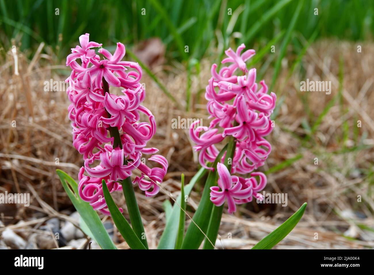 Hyacinthus orientalis in garden, common hyacinth in spring. Floral ...