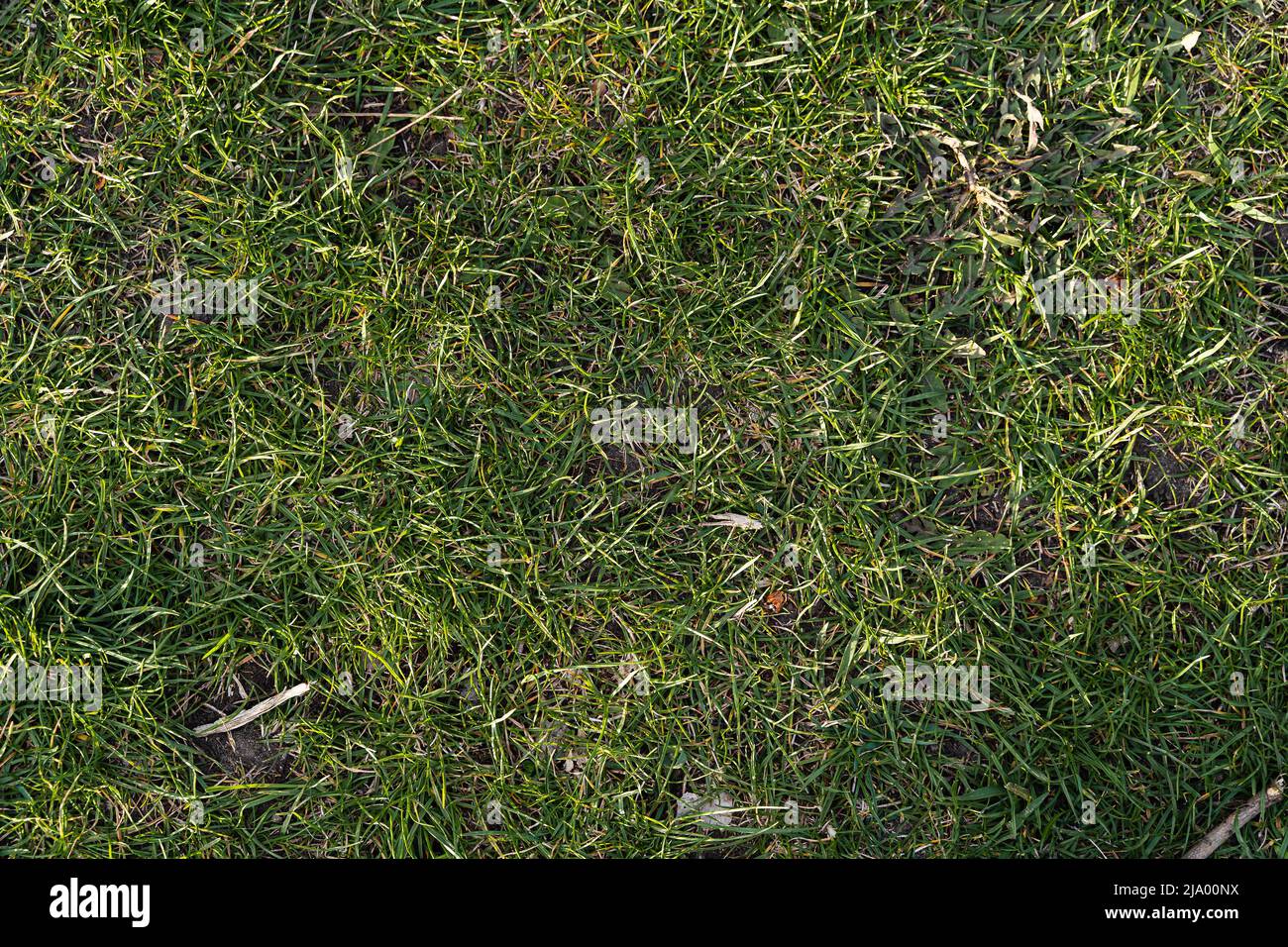Top view grass background. Green lawn texture Stock Photo - Alamy