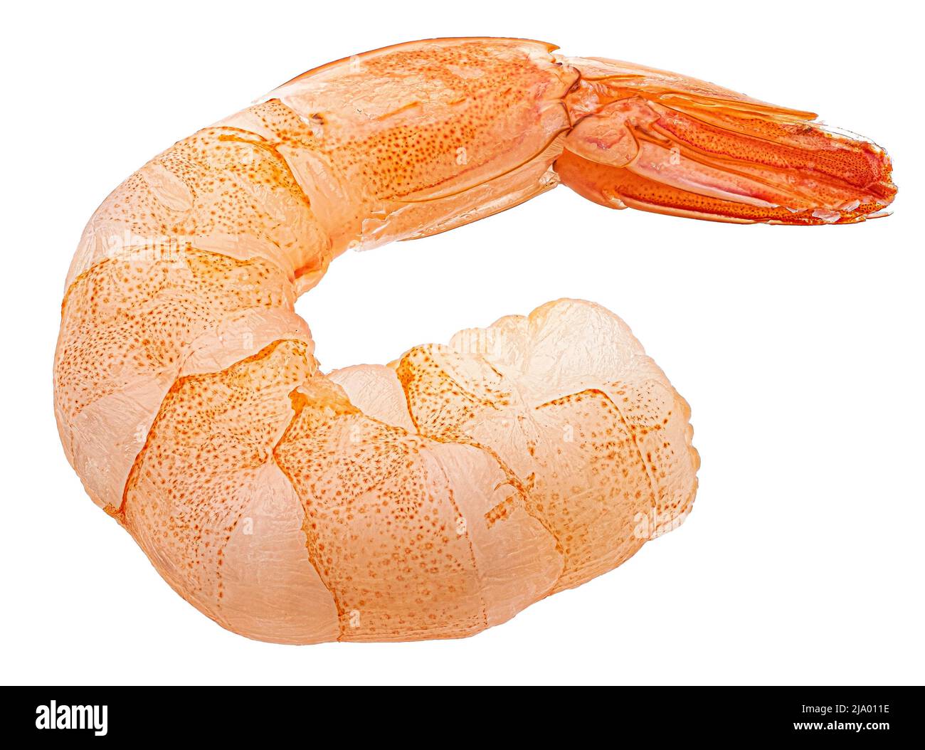One prawn hi-res stock photography and images - Alamy