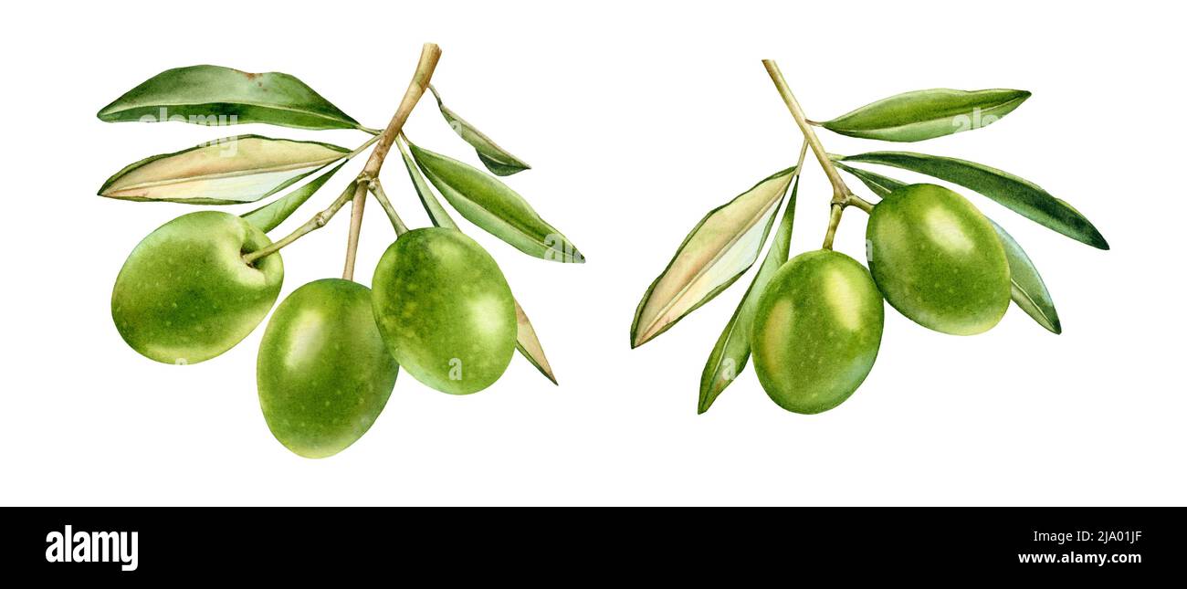 Watercolor olive branches collection. Ripe green fruits with leaves ...