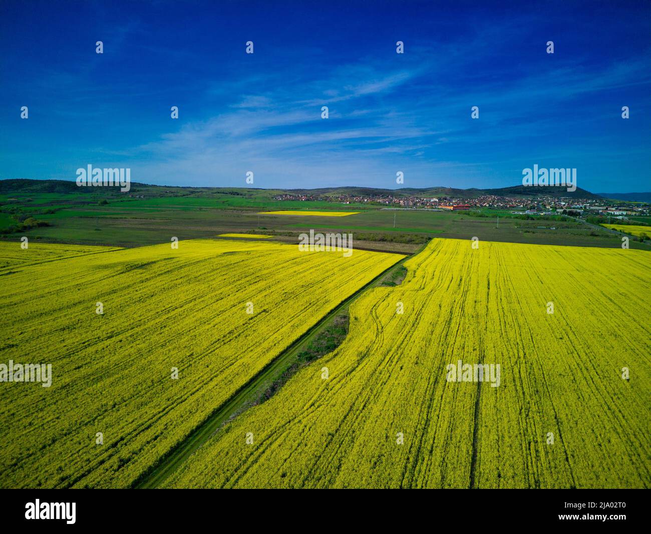 Bright large flowering fields with yellow spring small plant in ...