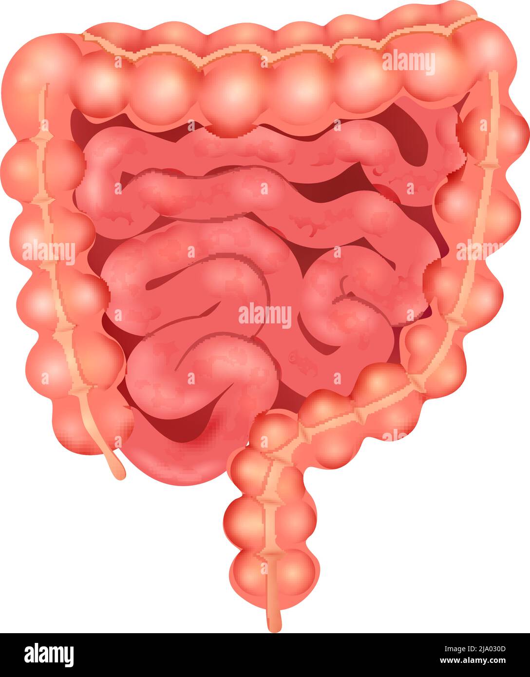 Realistic human internal organs anatomy composition with isolated image ...