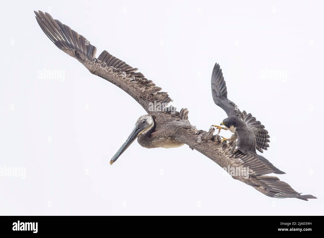 The Peregrine Falcon Is The Fastest Animal In The World When It Enters The Peregrine Falcon Is The Fastest Animal In The World When It Enters