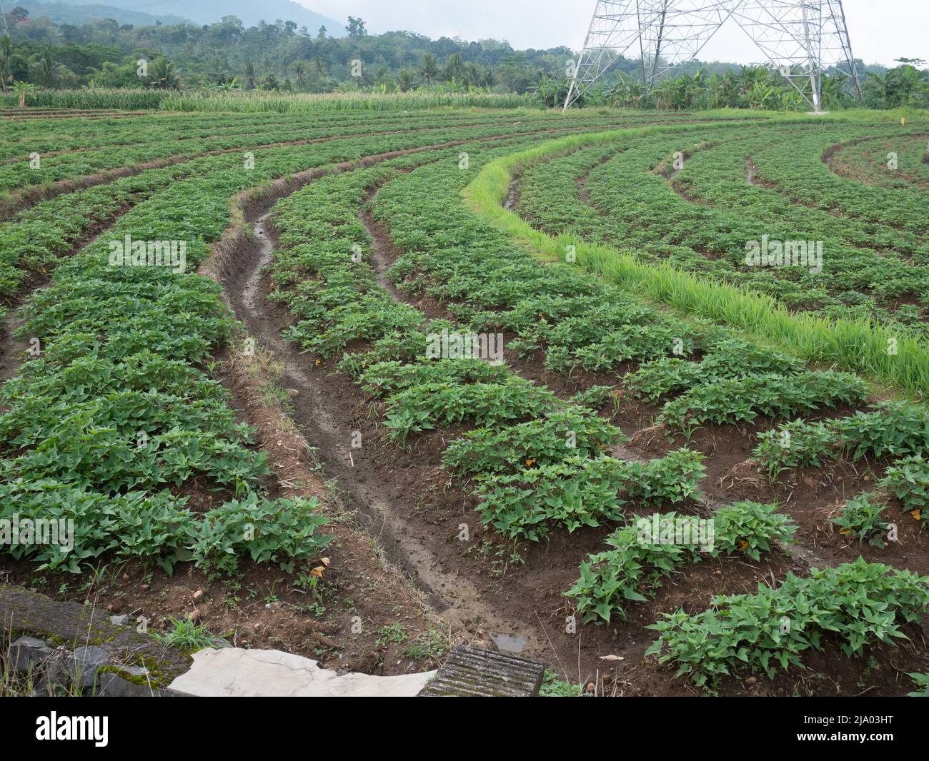 sweet potato crop Stock Photo - Alamy