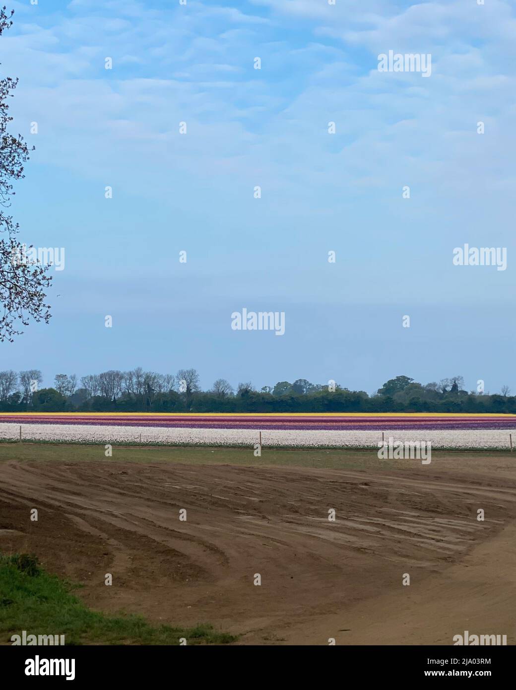 A view of the tulip fields from where Natalie was stood. NORFOLK, UK ...