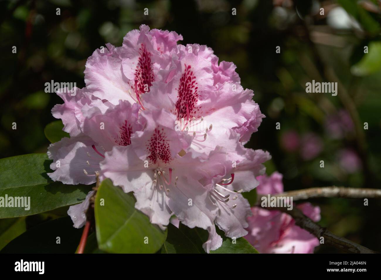 flower red pink white green leaves sun light Stock Photo - Alamy