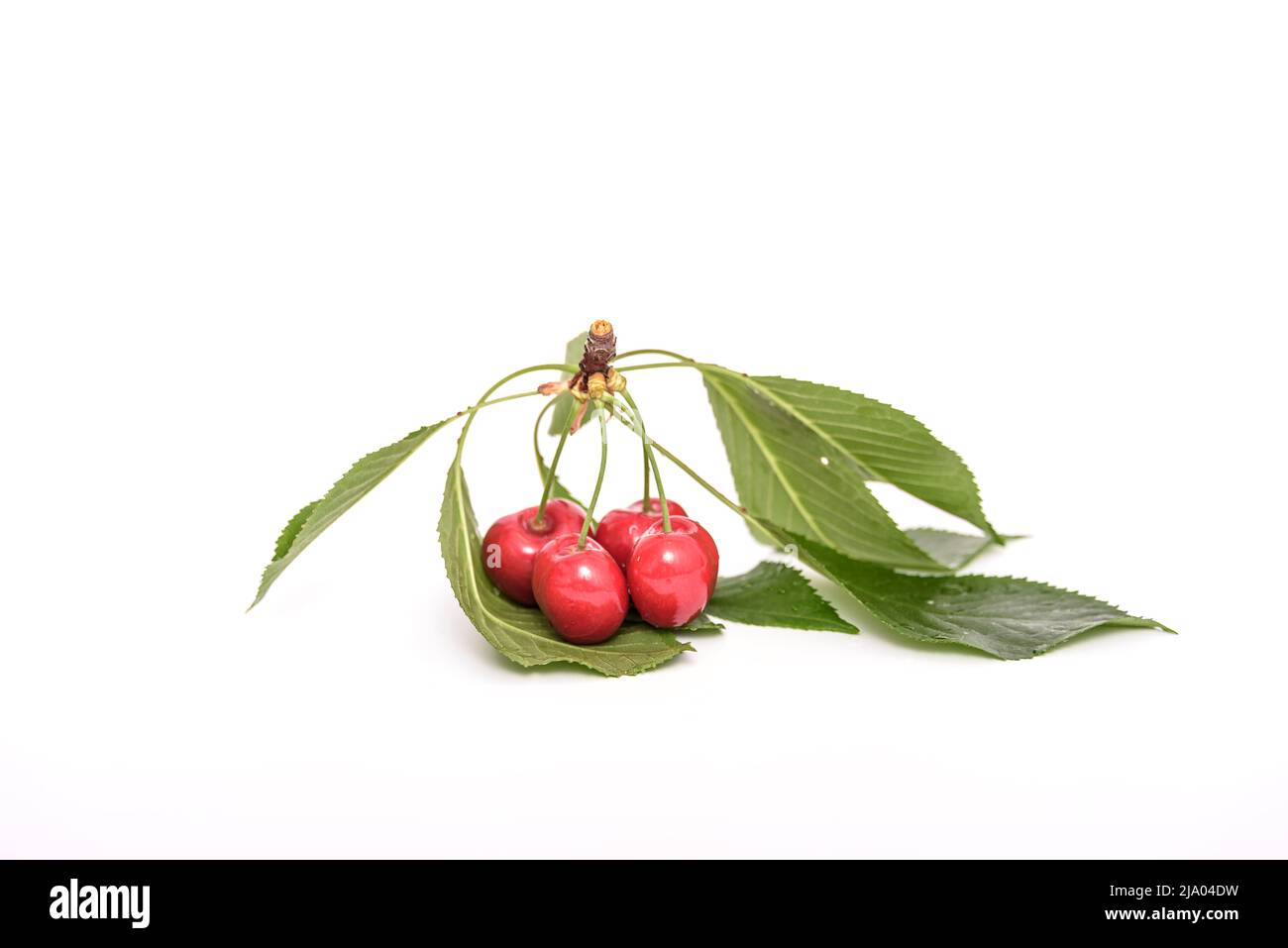Cherry isolated. Cherry on white. Cherries. With clipping path Stock ...
