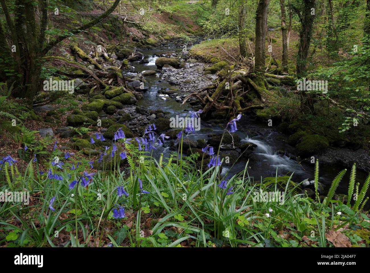 Bluebells in a wood in North Wales UK Stock Photo - Alamy
