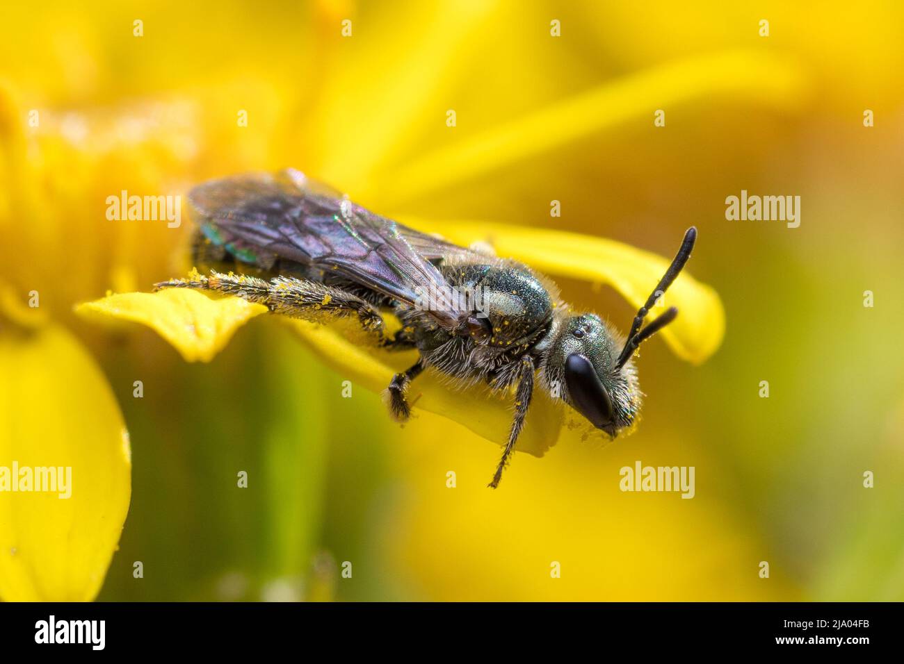 Bronze bee hi-res stock photography and images - Alamy
