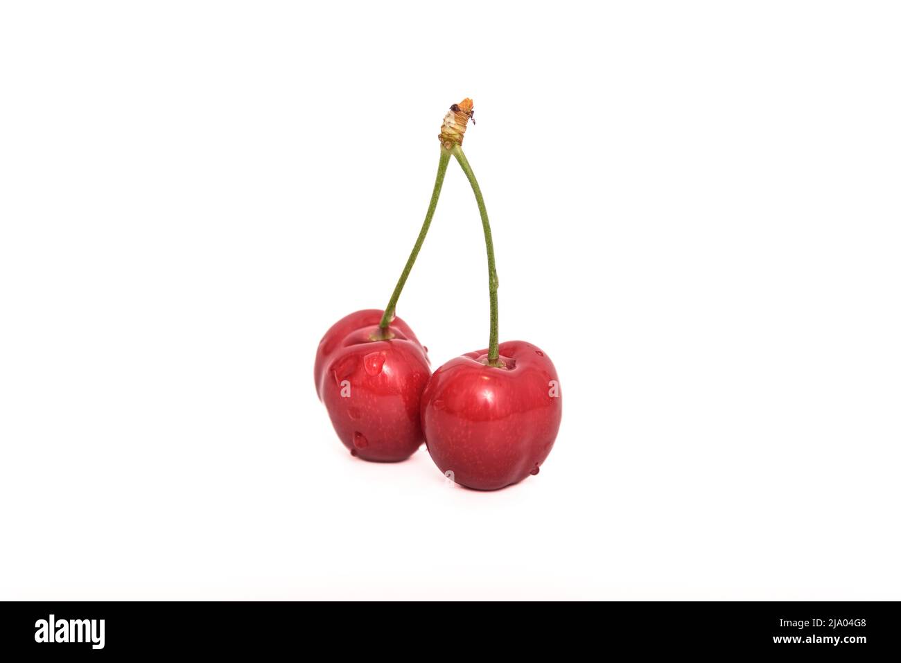 Cherry isolated. Cherry on white. Cherries. With clipping path Stock ...
