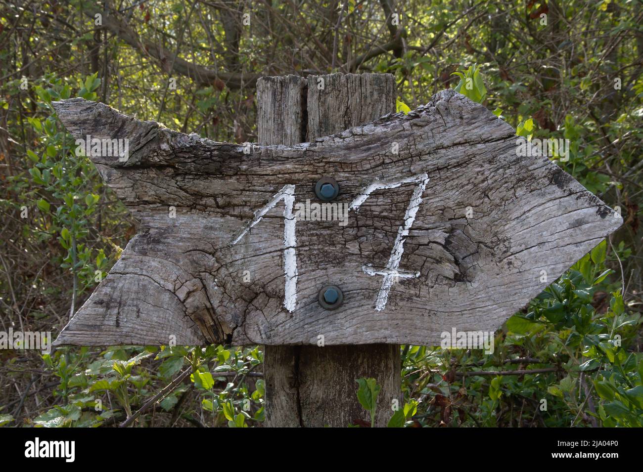 Rough Wood Sign Nature 17 Trees Green Forest Path Stock Photo - Alamy