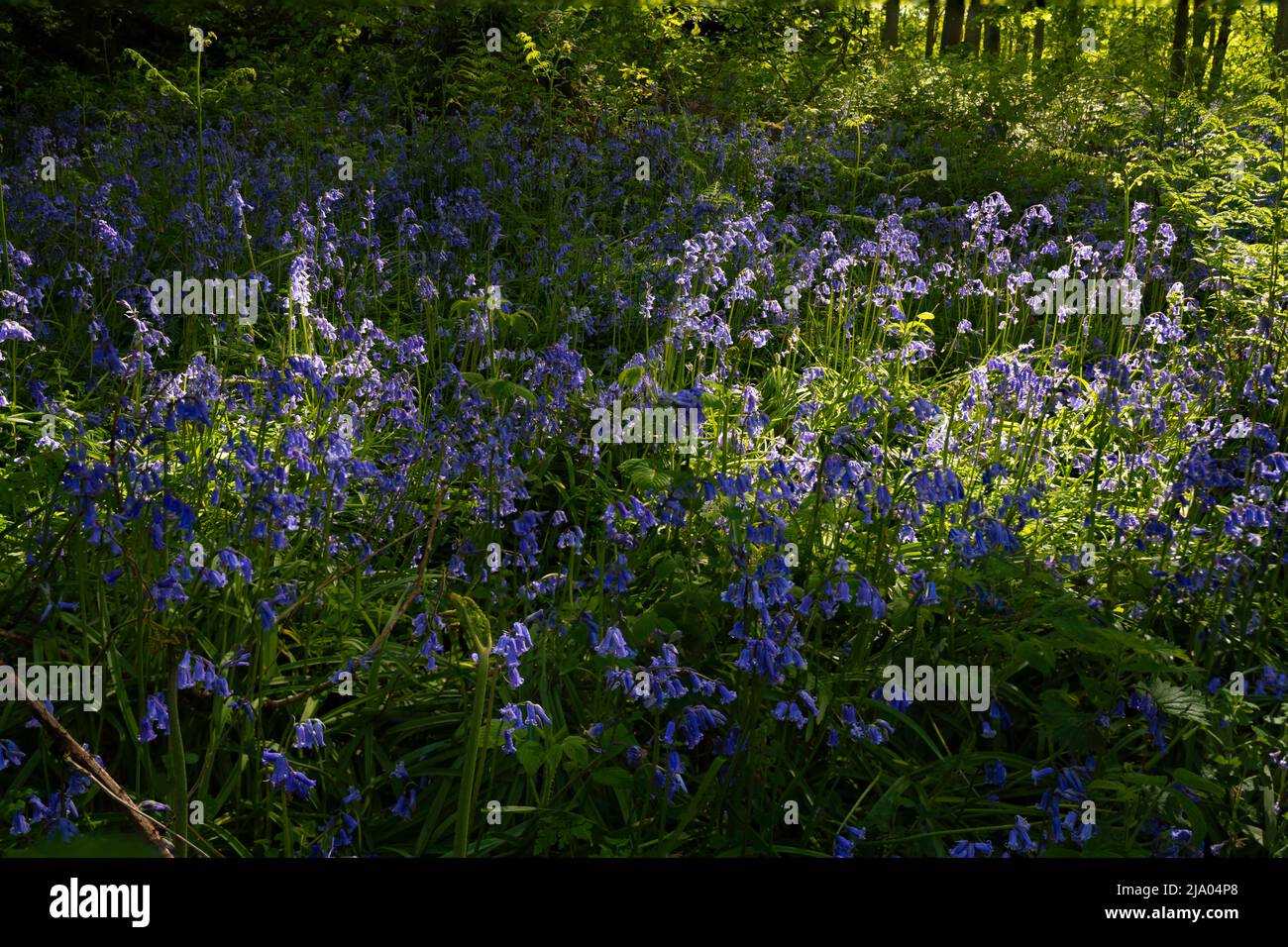 Bluebells in a wood in North Wales UK Stock Photo - Alamy