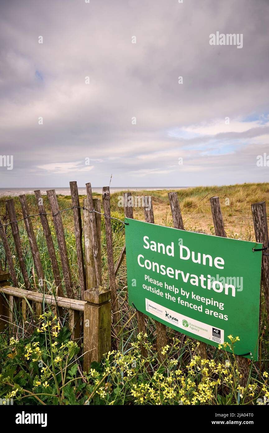 Sand dune conservation area,Fylde Coast,Lancashire,UK Stock Photo - Alamy