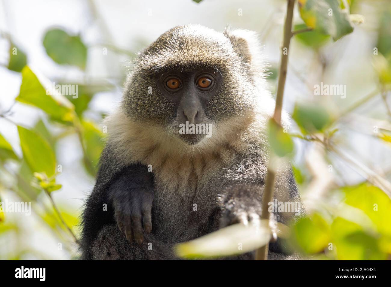 Sykes' monkey (Cercopithecus albogularis) feeding on the fruits of the ...
