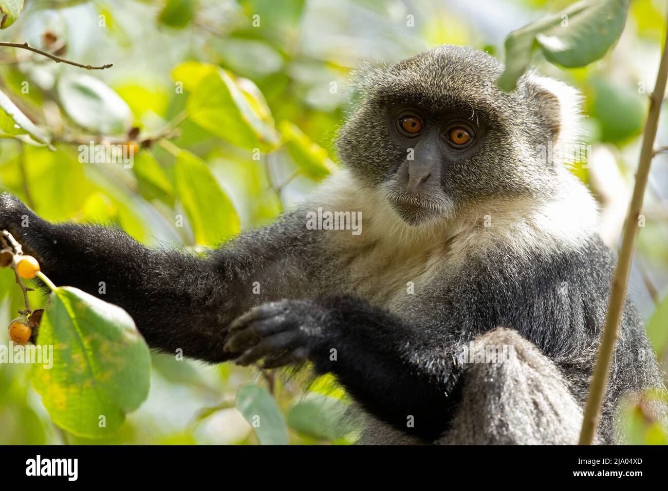 Sykes' monkey (Cercopithecus albogularis) feeding on the fruits of the ...