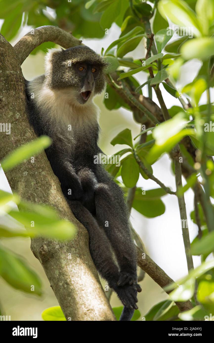 Sykes' monkey (Cercopithecus albogularis) feeding on the fruits of the ...