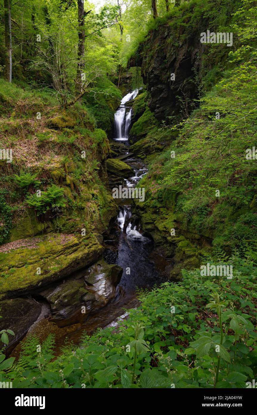 Waterfall on the Cynfal river ravine Stock Photo - Alamy