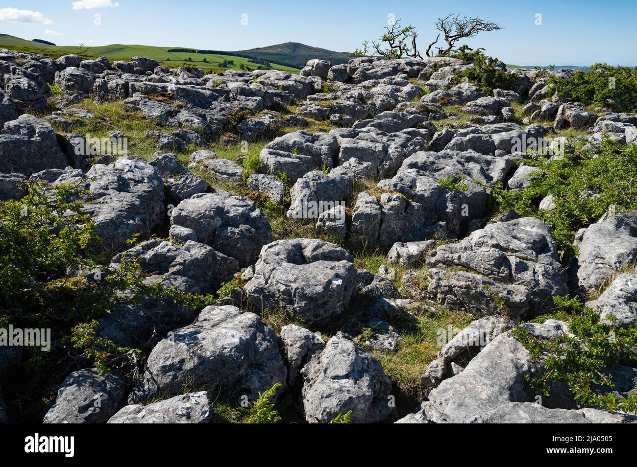 Limestone pavement at Bryn Alyn to Moel Famau near Mold and Ruthin ...