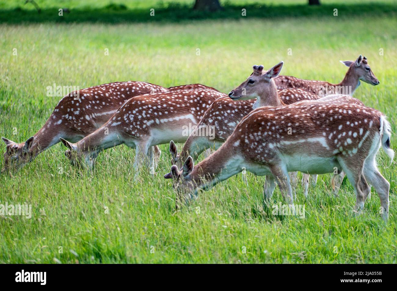Fallow deer calves feeding with two look-outs for protection Stock ...