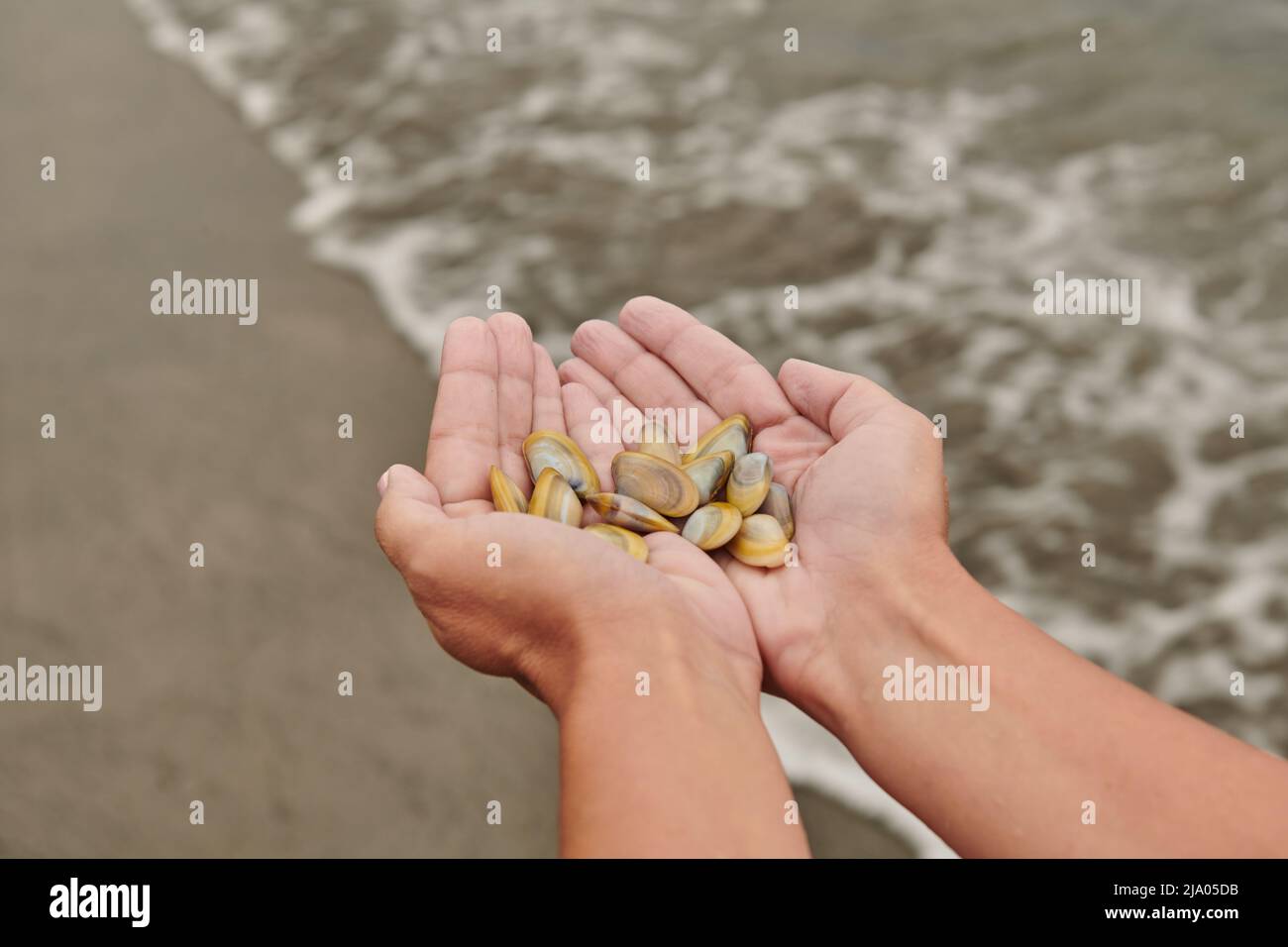 Hands with mussels hi-res stock photography and images - Alamy