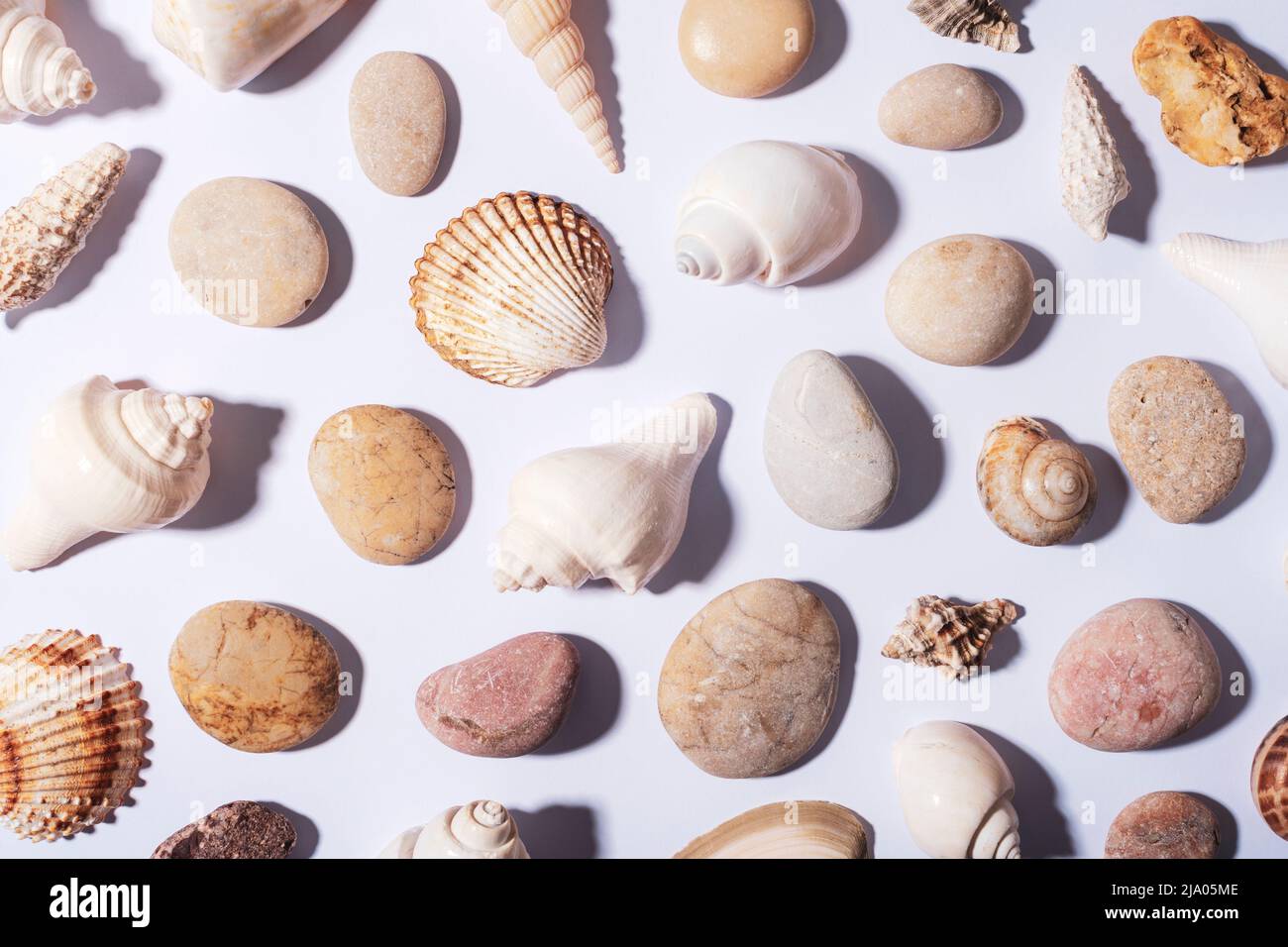 Seashells top view shell close hi-res stock photography and images - Alamy