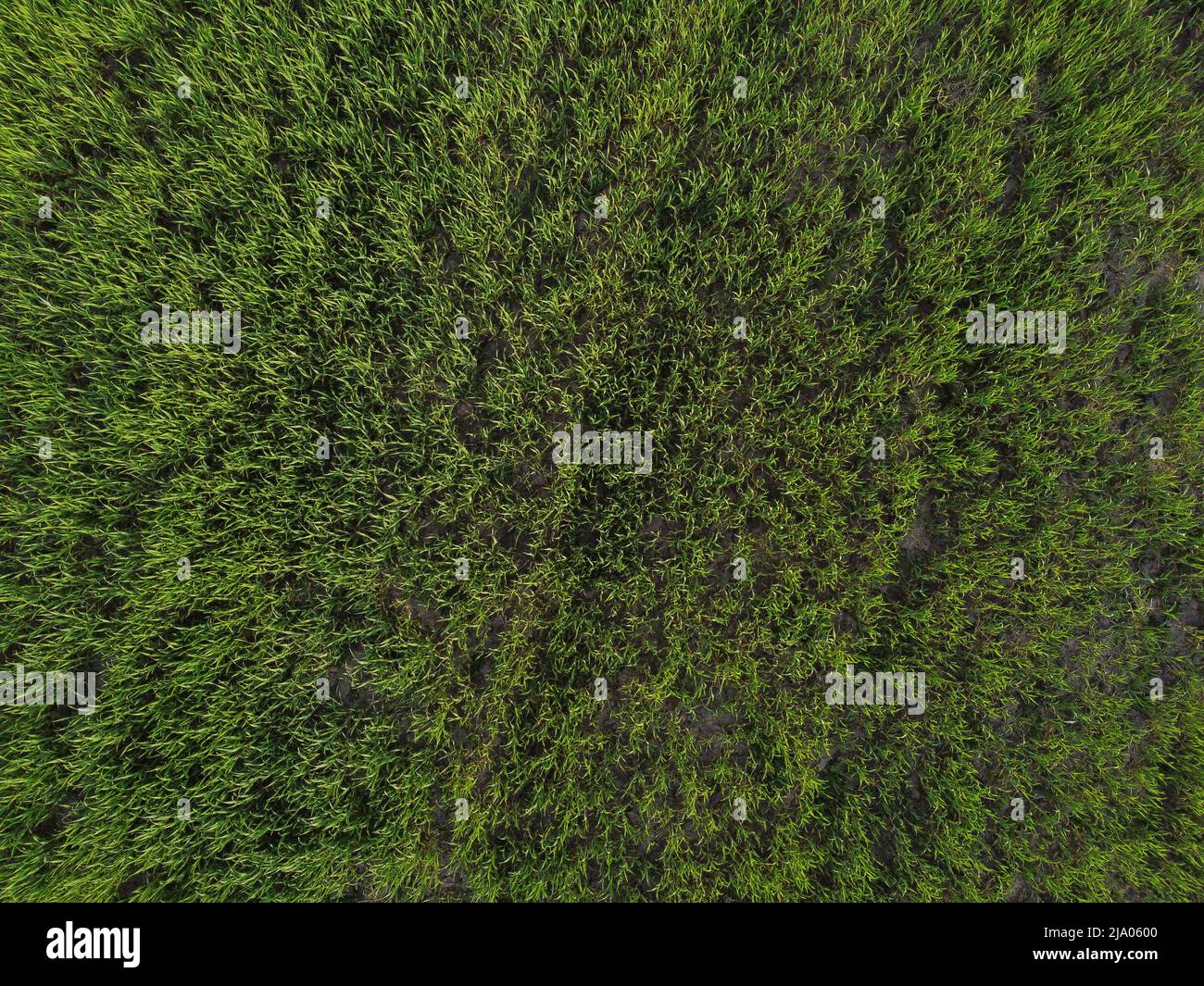 Aerial top down view of fresh green grass in meadow. Corn plants field ...