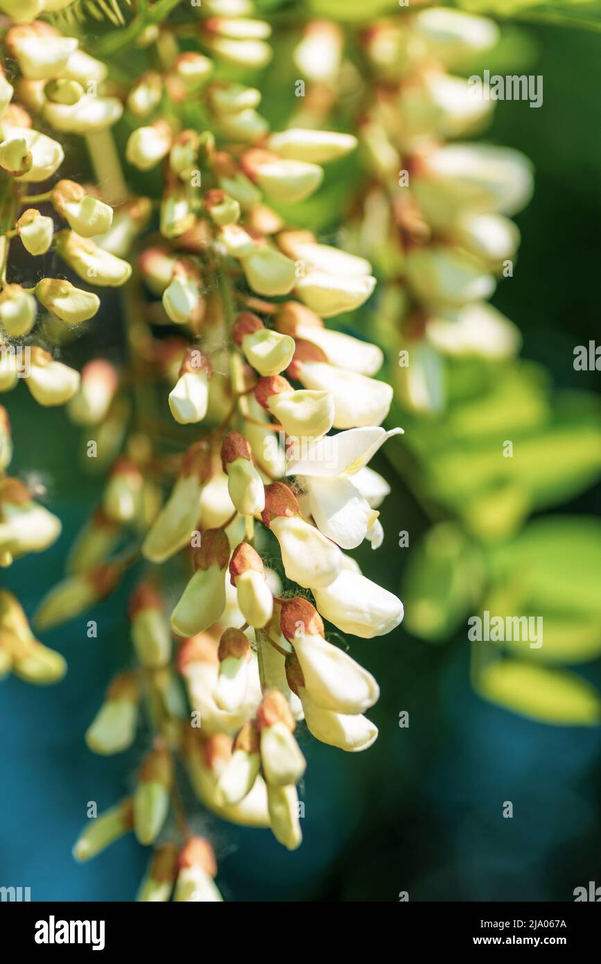 Flowering acacia tree hi-res stock photography and images - Alamy
