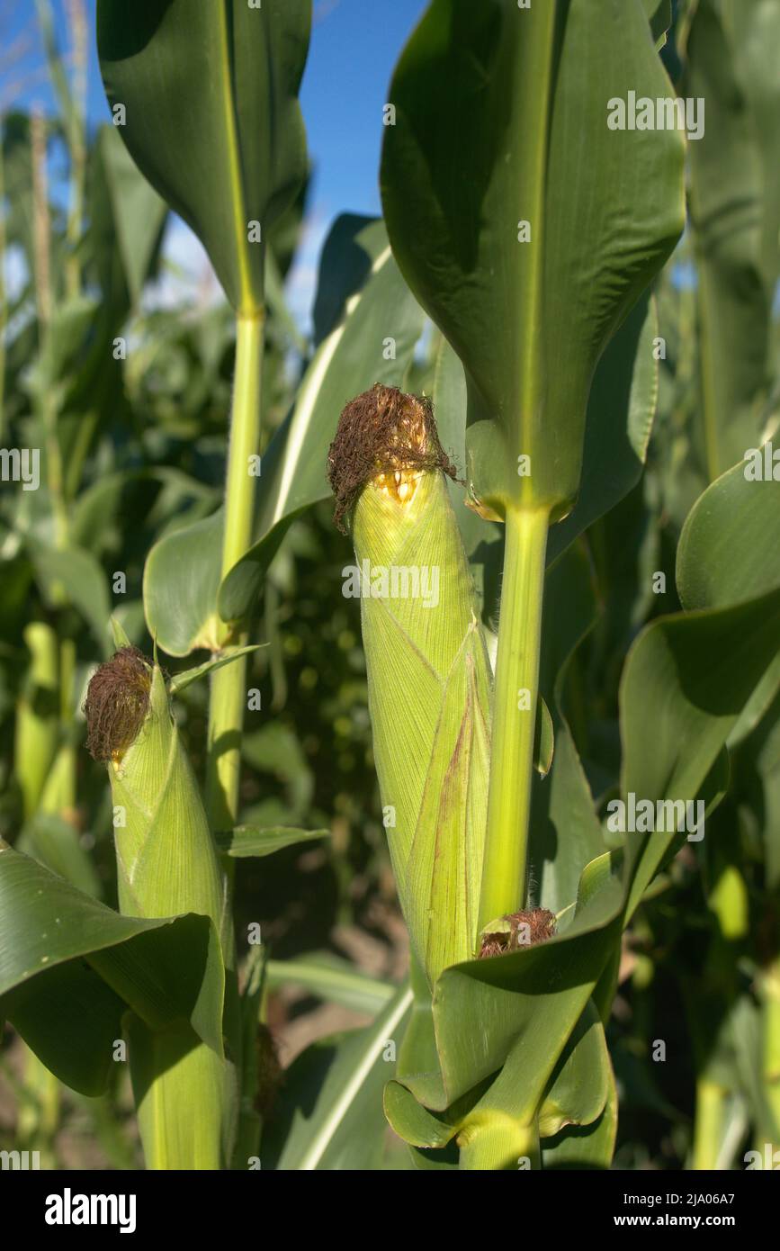Corn plant green leaves hi-res stock photography and images - Alamy