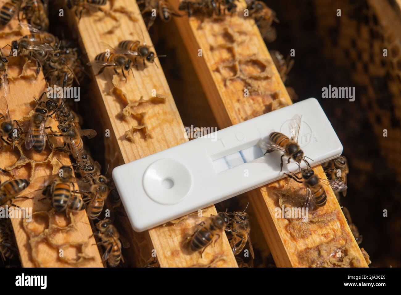 Bee keepers using Vita foulbrood diagnostic test kit for European ...