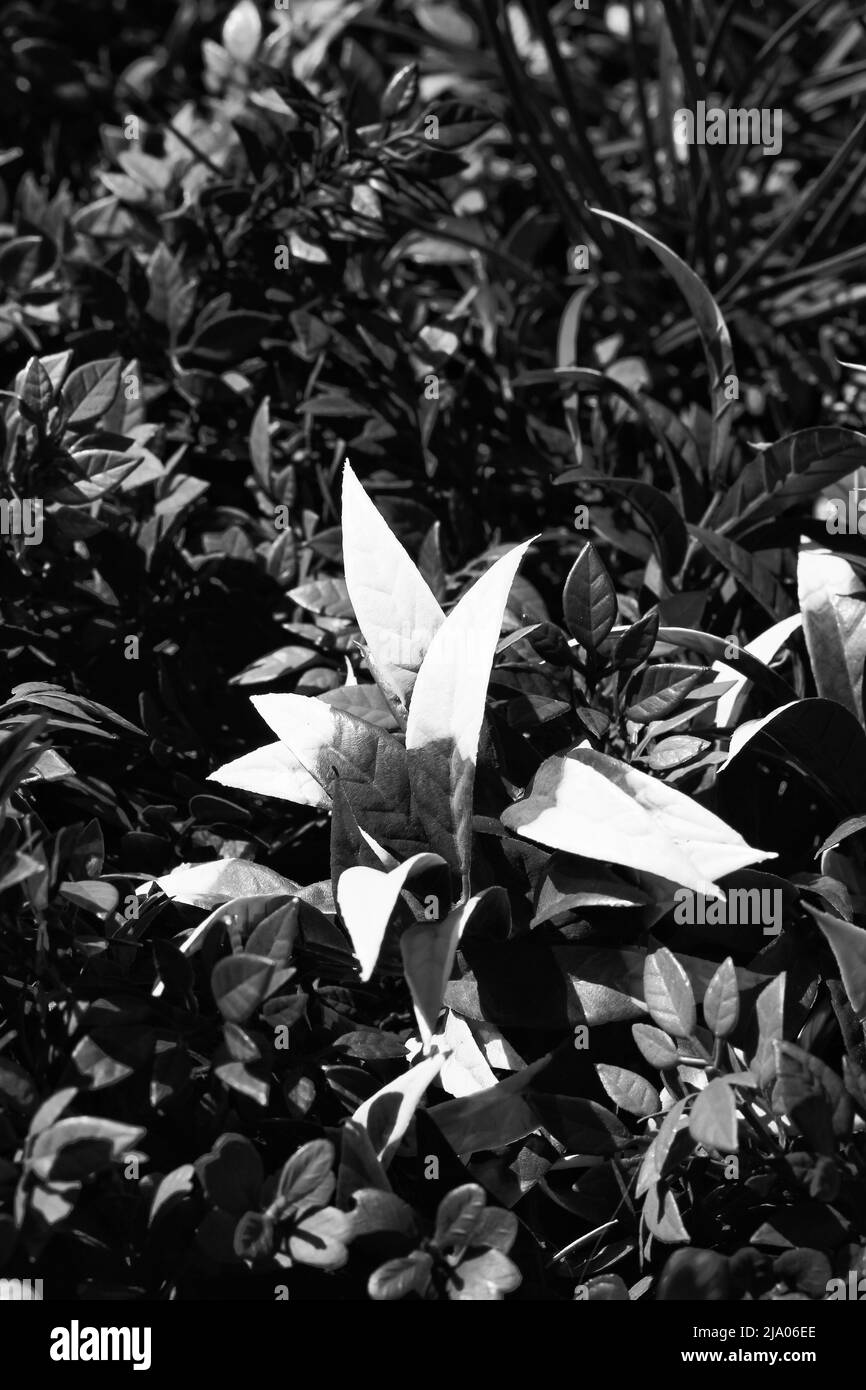 Sunny bright day city sun Black and White Stock Photos & Images - Alamy