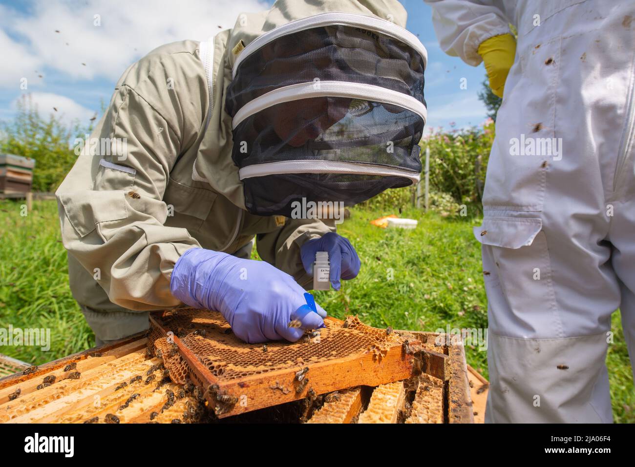 Bee keeper extracting larva to use in Vita foulbrood diagnostic test ...